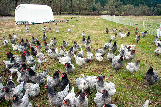 Poultry farmers keeping an eye on bird flu