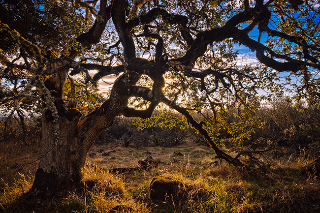 Restoring resiliency: Tribe works to bolster native plants, wildlife ...
