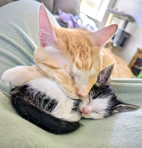 Stevie named ‘best snuggler’