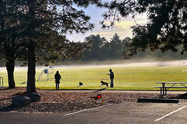 Residents raise concerns over off-leash dogs