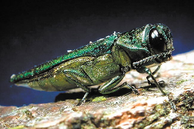 More emerald ash borers found in Yamhill County